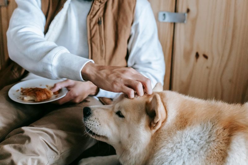 14 Signs Your Dog Is Your Soul Dog