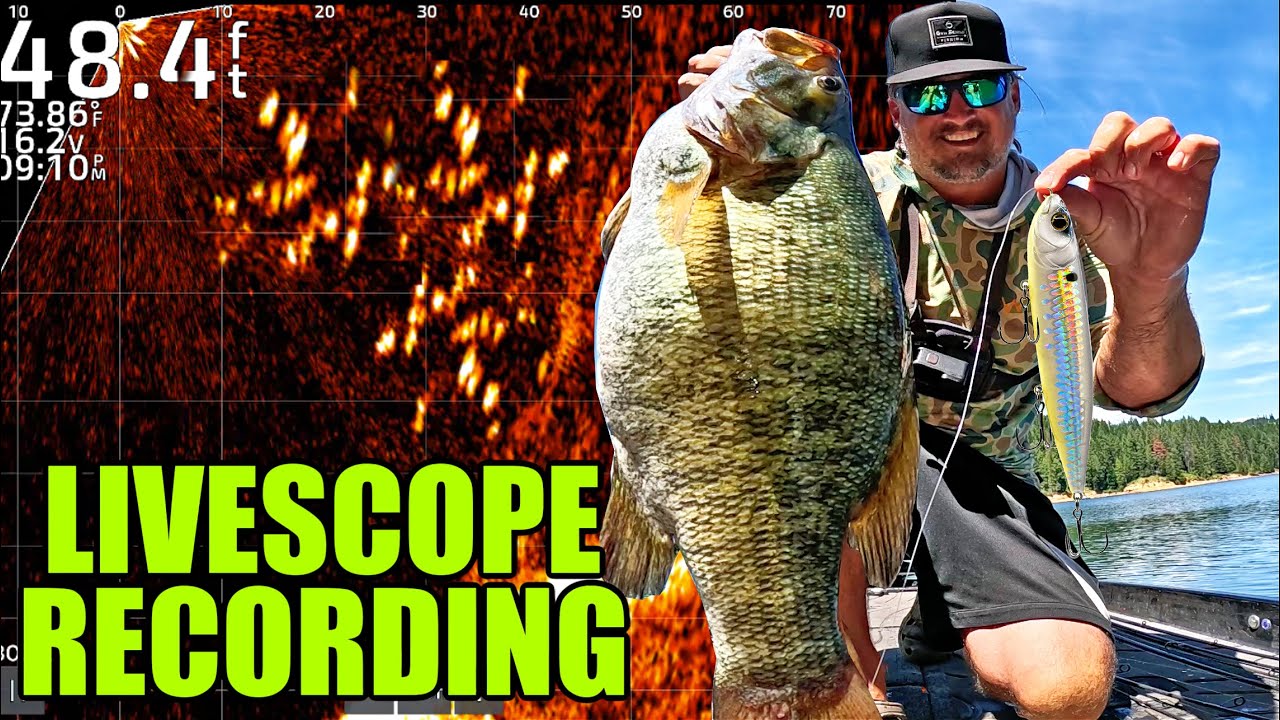 Giant bass go into topwater feeding frenzy