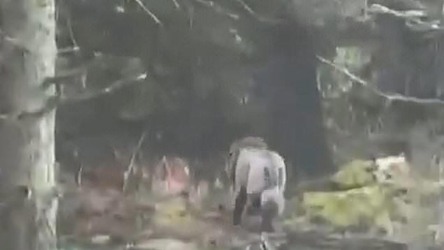 Irish 'Lion' Mystery Solved: It’s Just a Shaved Dog!