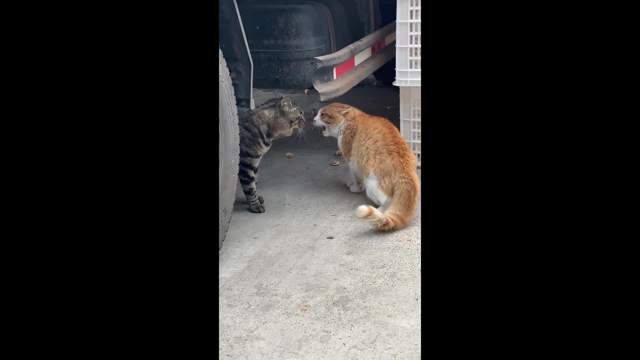 Two cats loudly argue then fight in Inner Mongolia, China