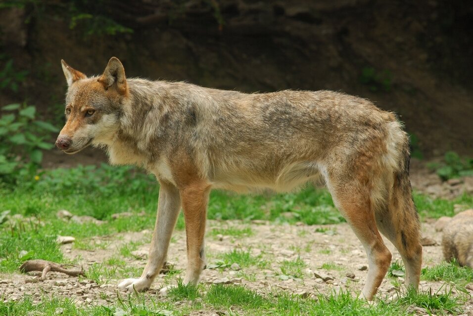 12 animals that have gone extinct in the last 100 years