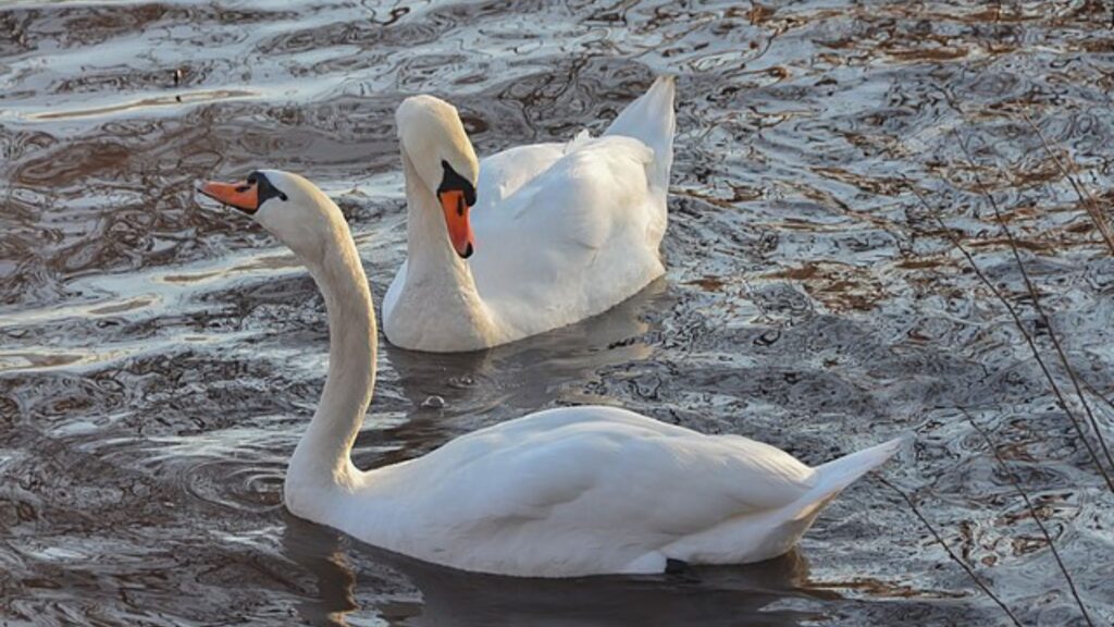 Officials Move to Contain 'Highly Aggressive' Invasive Species ...