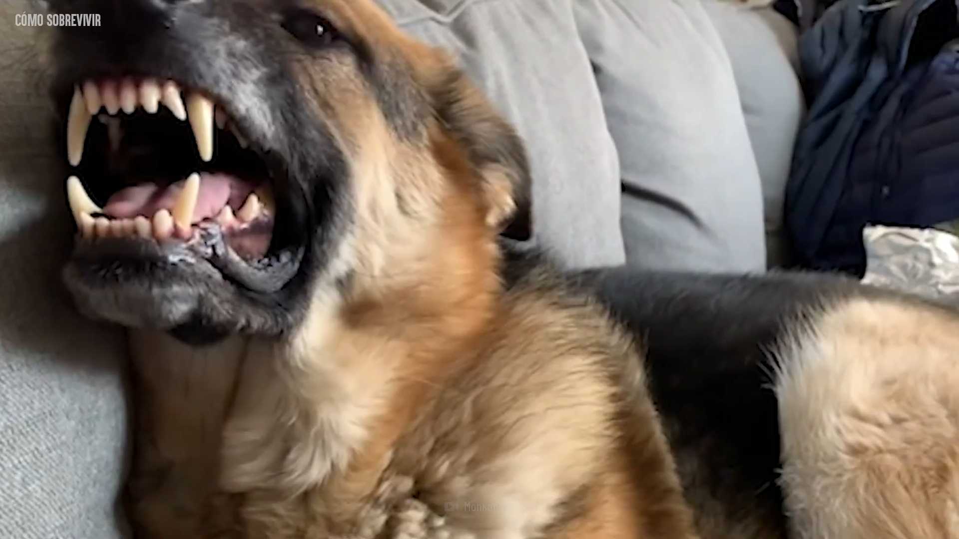 Cómo Sobrevivir el ataque de un perro furioso