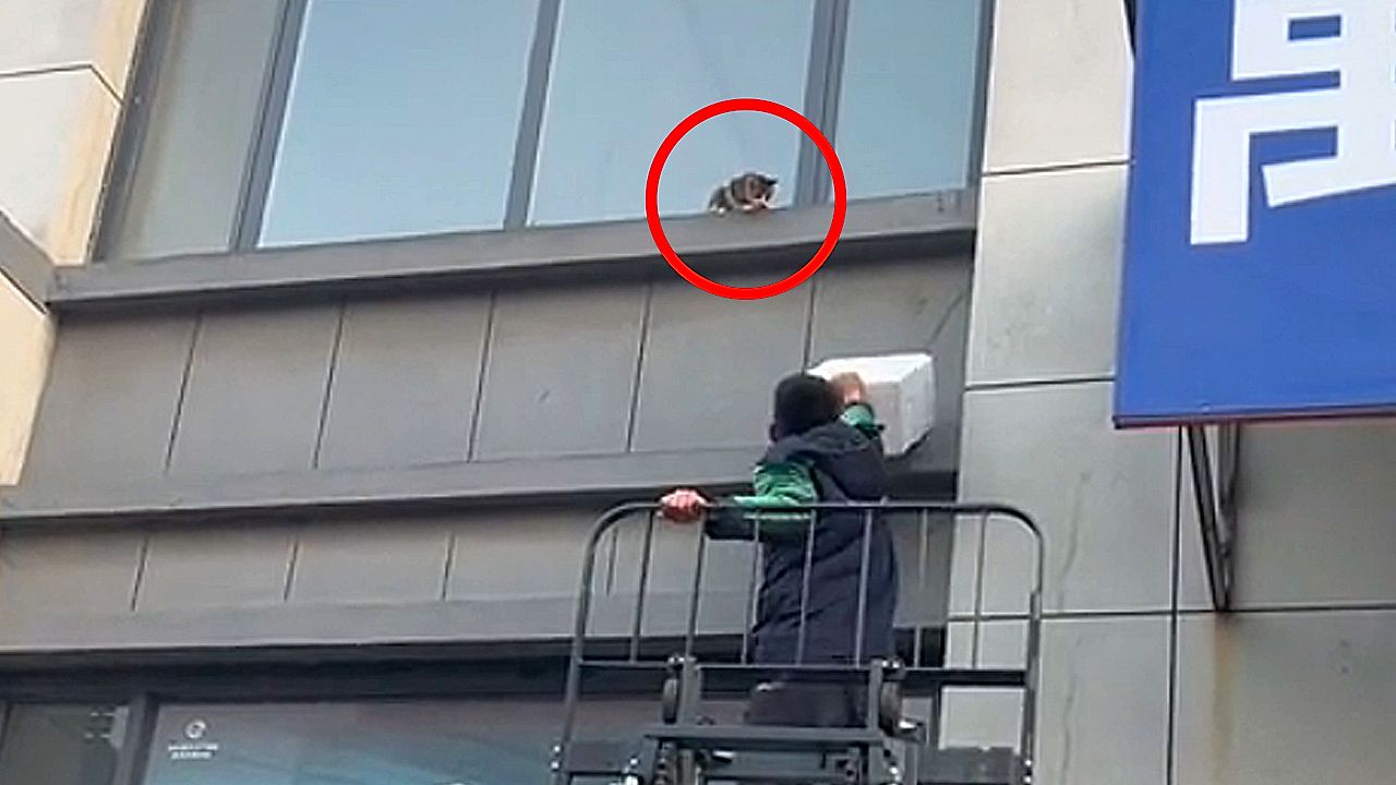 Good Samaritan uses forklift to rescue kitten stuck on high ledge in China