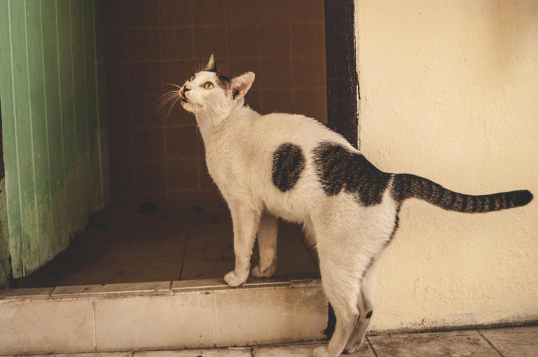 Injured cat invites himself into apartment, then adopts human living there