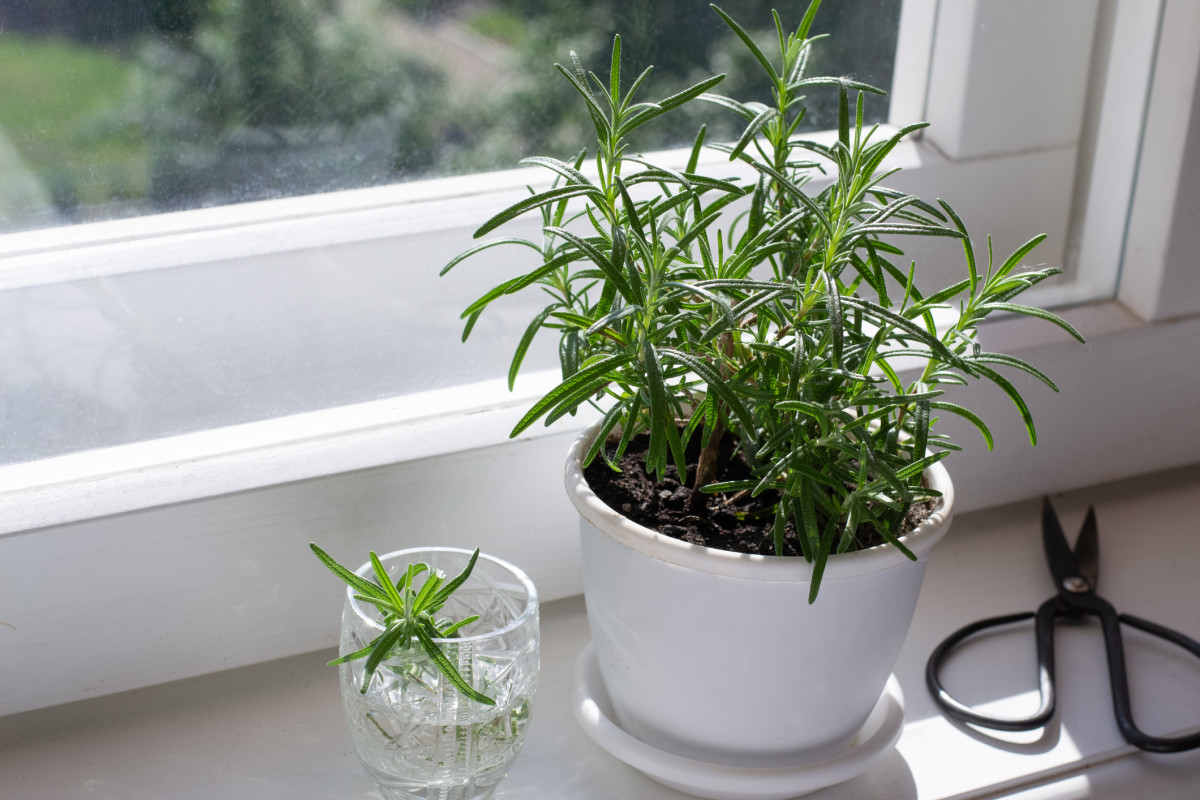 Want Fresh Rosemary Year-Round? Here’s How to Grow It Indoors