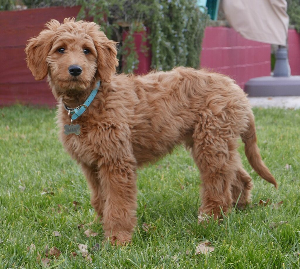 30 Mixed-Breed Dogs That Are Just Pure Cuteness