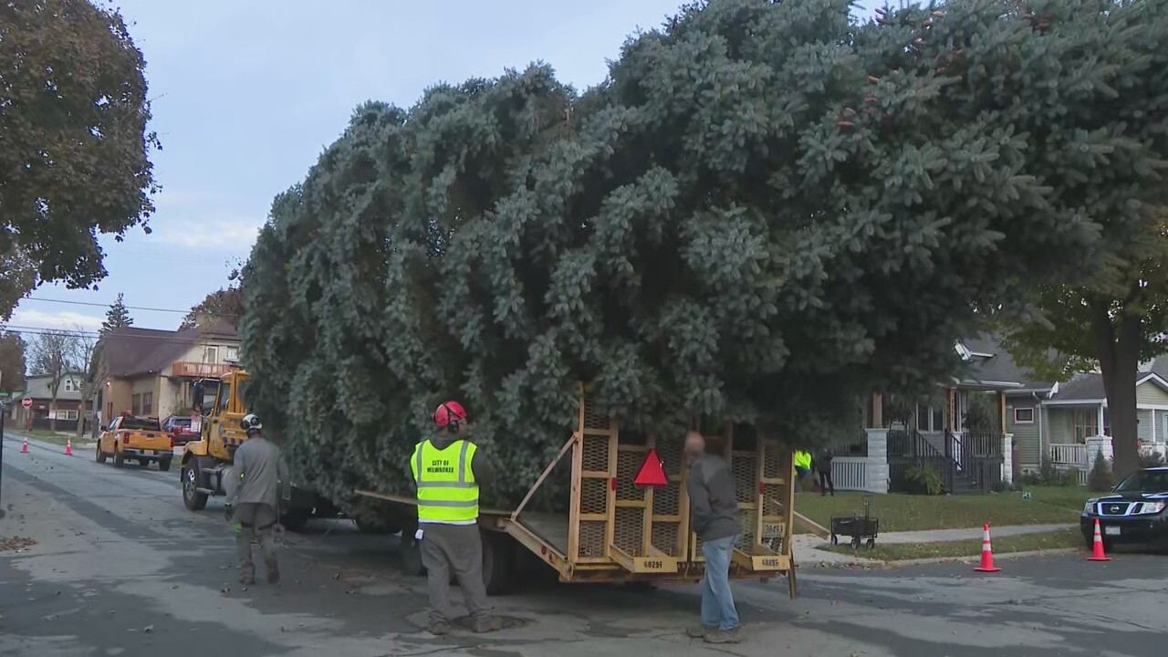 Milwaukee Christmas tree harvested