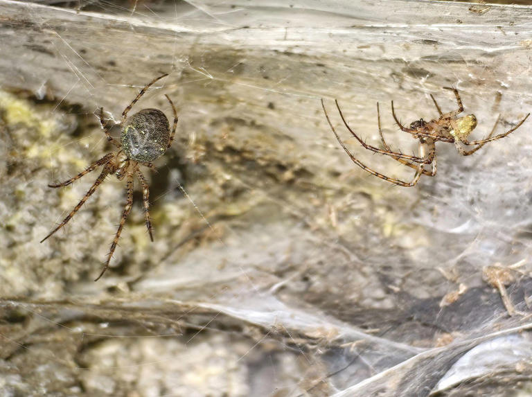 Giant spiderweb housing 111,000 spiders found in cave