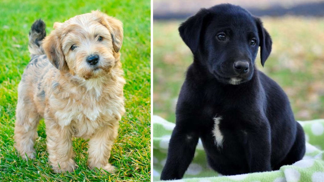 30 Mixed-Breed Dogs That Are Just Pure Cuteness