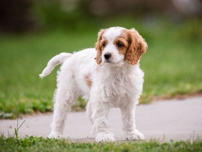 30 Mixed-Breed Dogs That Are Just Pure Cuteness