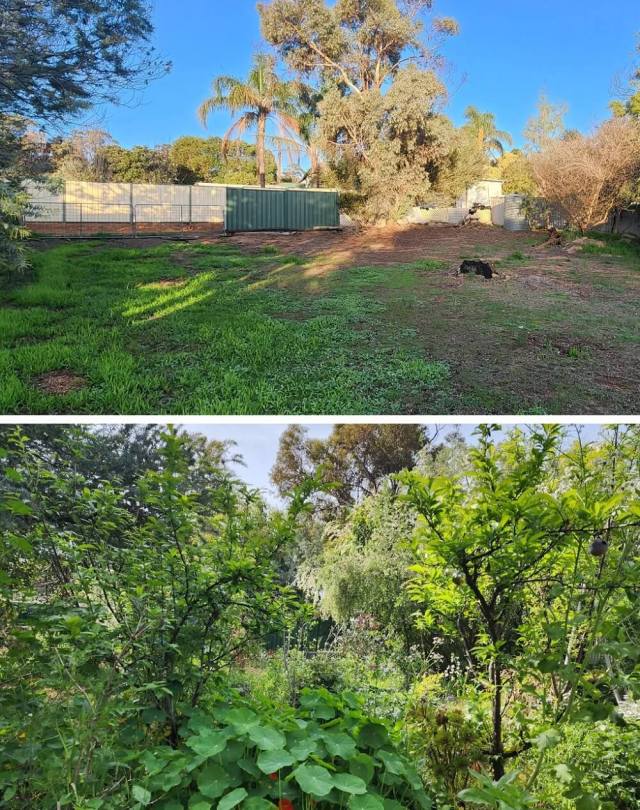 Homeowner shares before-and-after photos of stunning yard transformation: 'It's been a journey'