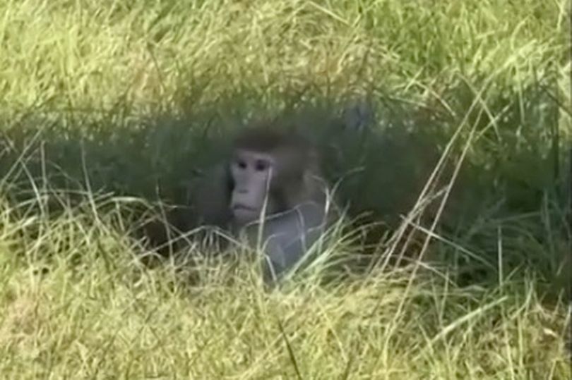 'Aggressive' monkeys on the loose as gun owners take matters into their ...