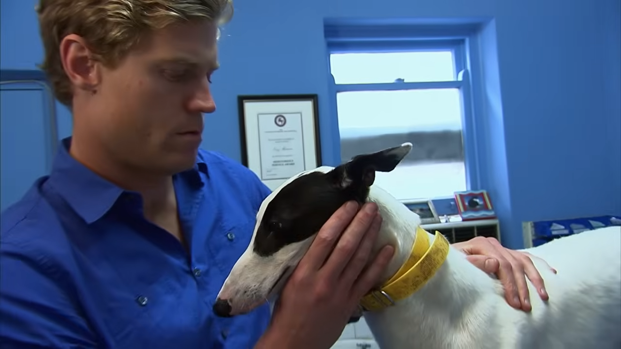How one vet helped a forgotten greyhound find a new life