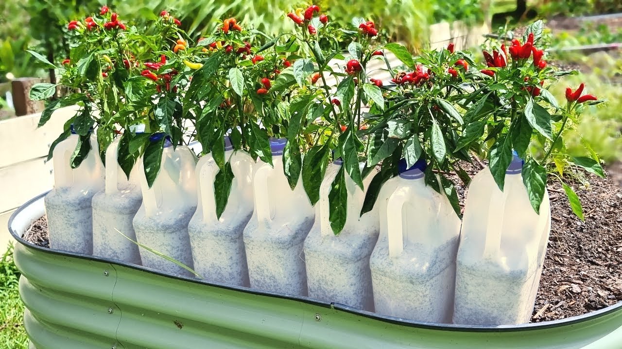 Easy way to grow chilli plants in plastic milk bottles!