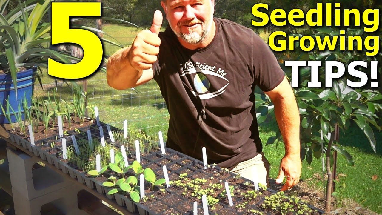 5 tips on seed sowing and seedling growing in trays