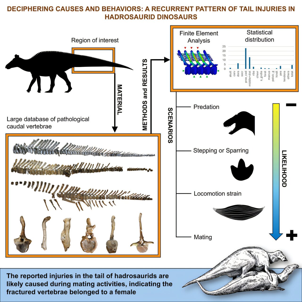 Mating injuries may give us a new way of identifying dinosaur genders