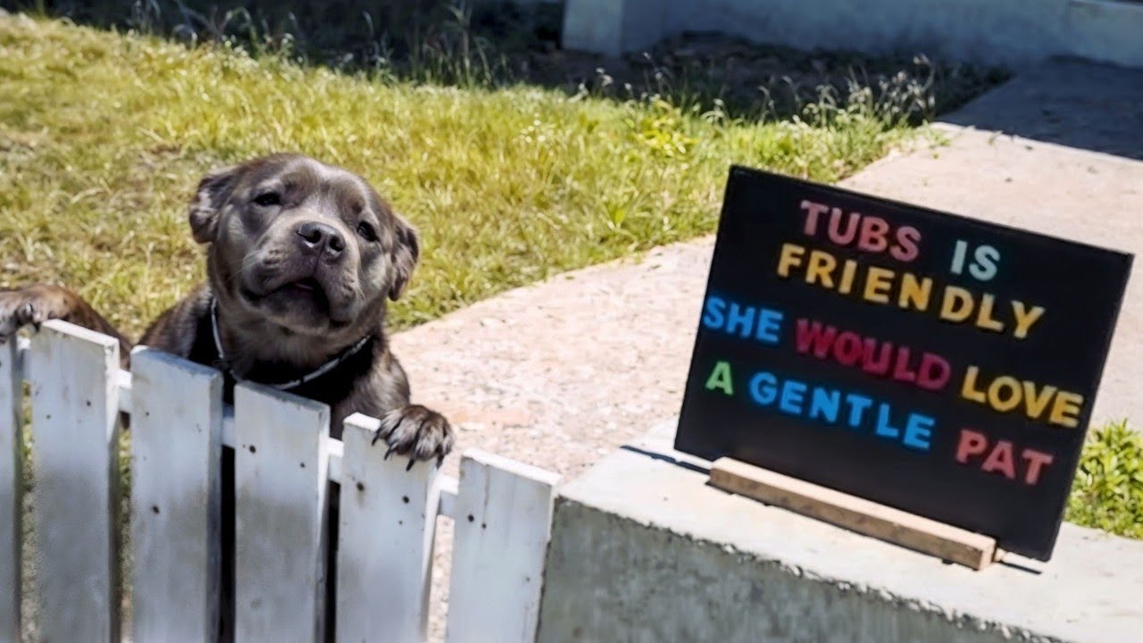 Dog cannot hold back big heart when befriending others
