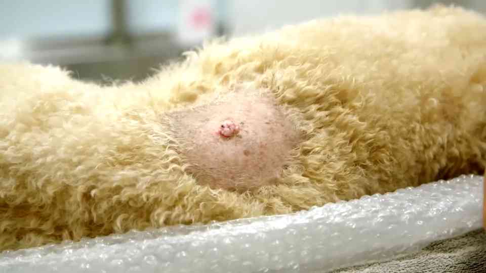 Vet removes 10 warts from all over dog's body