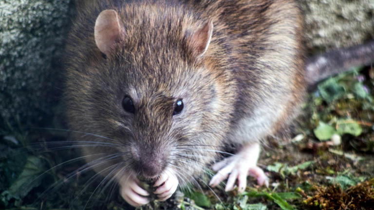 Giant rat species rediscovered alive after 30 years