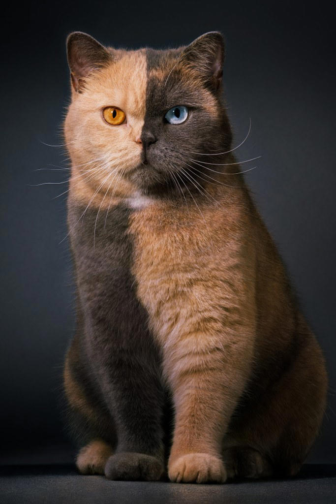 Cat fans will love this photobook of amazing and unusual cats