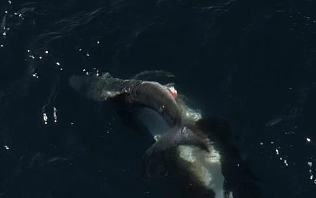 How Orcas Hunt Great White Sharks By Targeting the Sharks' Secret Weakness
