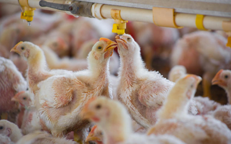 Gripe aviar avanza en Europa; granjas se apresuran a confinar las aves ...