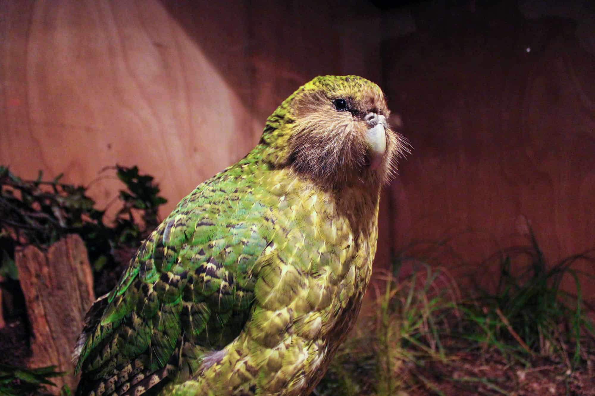 These creatures are almost too weird to exist