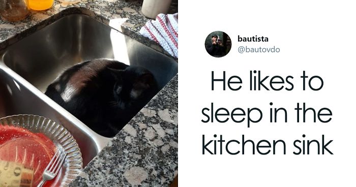 27 Weirdo Cats Get Exposed By Their Owners In A Funny Thread