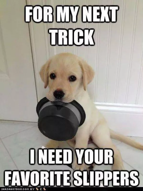 30 funny dog memes to brighten your day