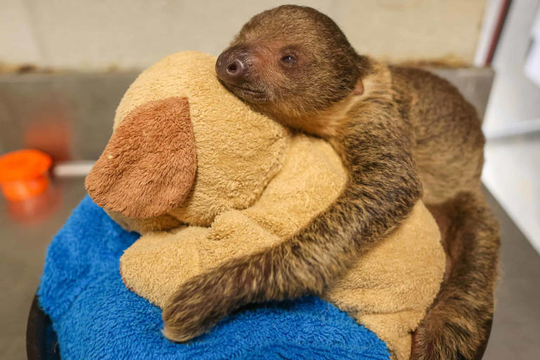 Meet the Adorable New Baby Sloth at Roger Williams Park Zoo