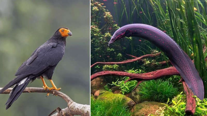 25 Cool Animals You Probably Didn't Know Existed