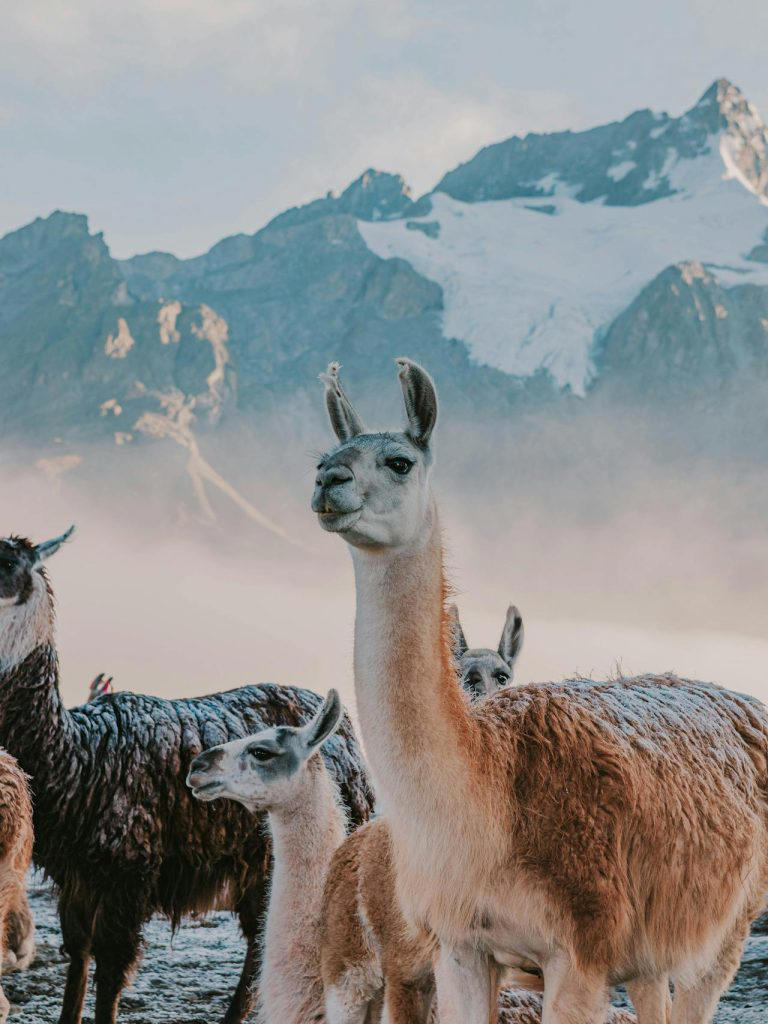 Chemicals from camels and alpacas used to treat human brain disorders