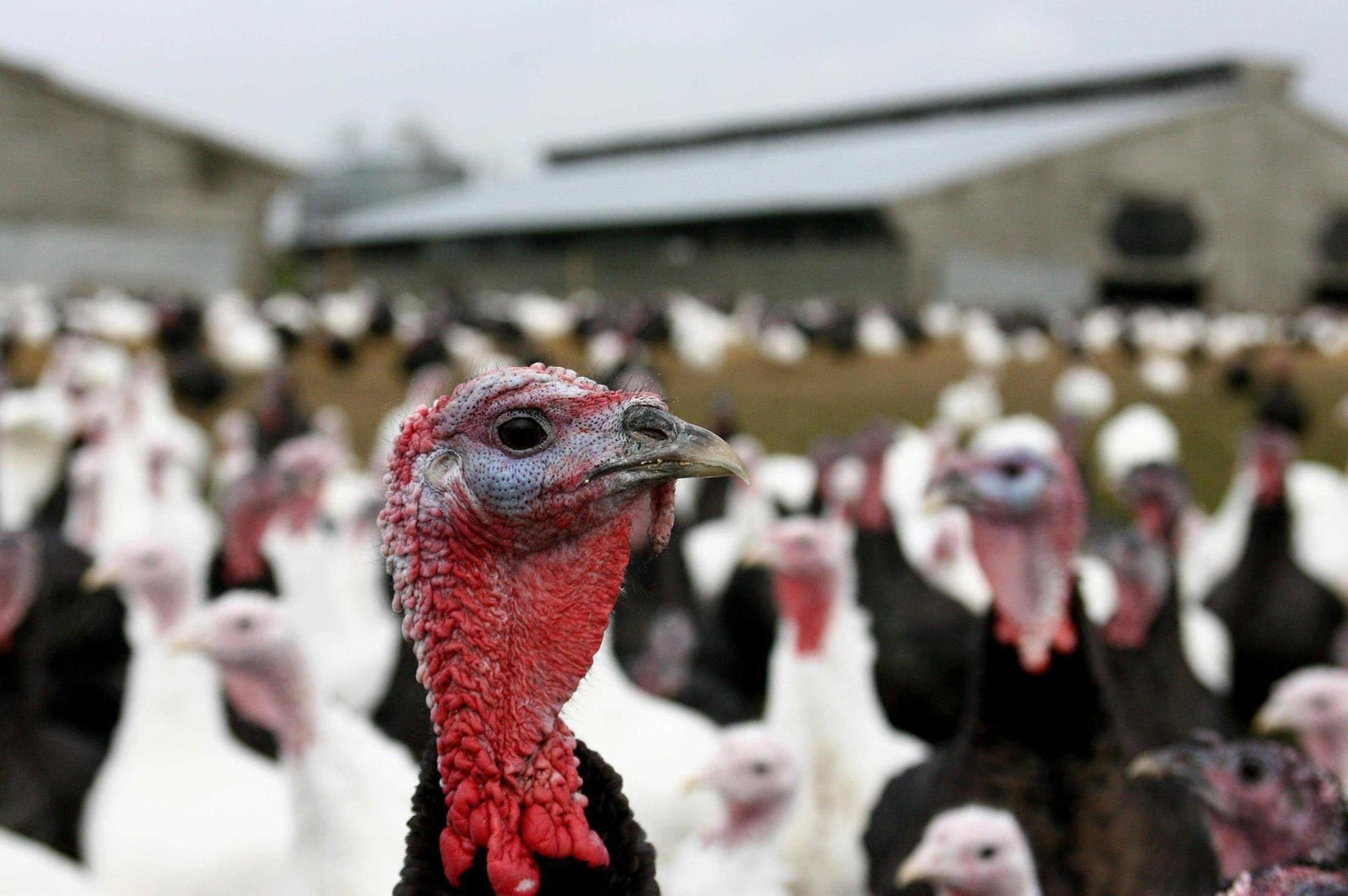 Northern Ireland avian bird flu: Department of Agriculture orders ...