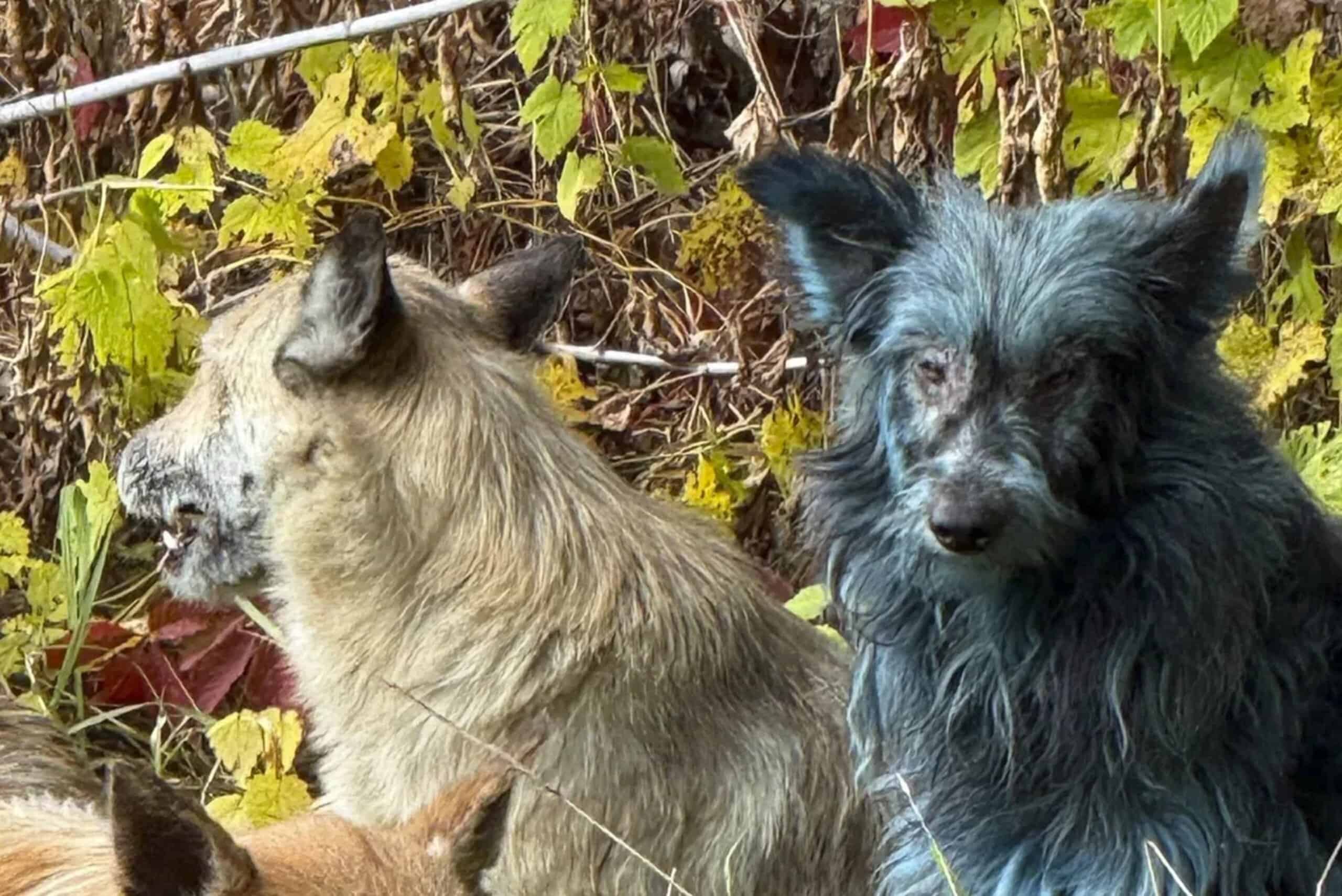 Exploring the Strange Mystery of Chernobyl’s Blue Dogs