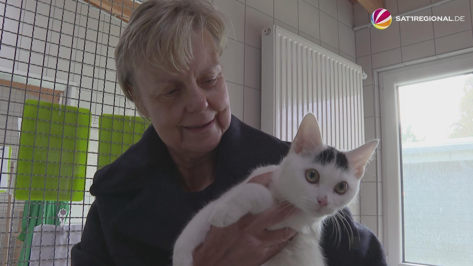 Katzen Von Privat Schleswig Holstein