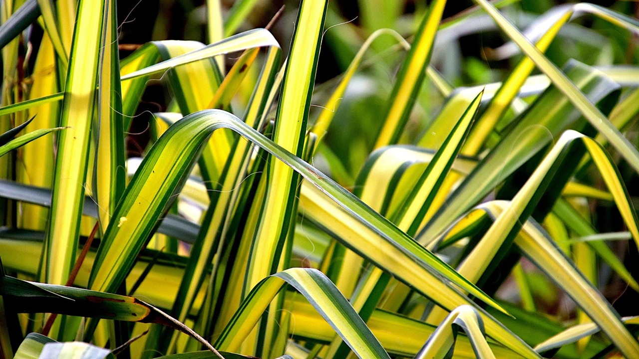 La pianta ragno è tossica per cani e gatti? La risposta che non ti aspetti