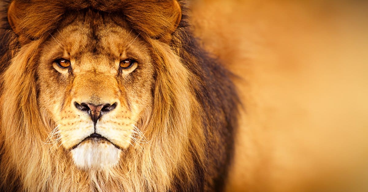 The Powerful Big Cats Who Get a Mention in the Bible