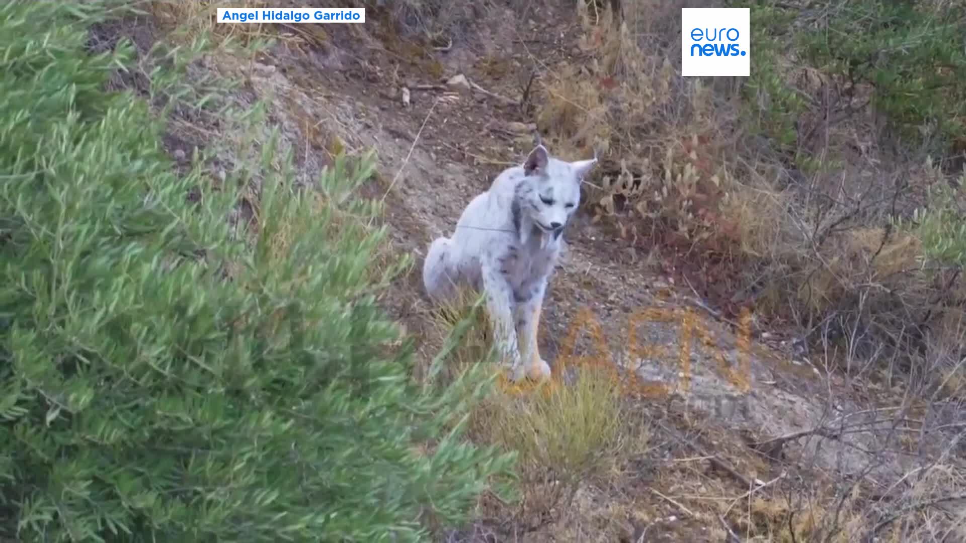 Spanish photographer captures world's first ever white Iberian Lynx on ...