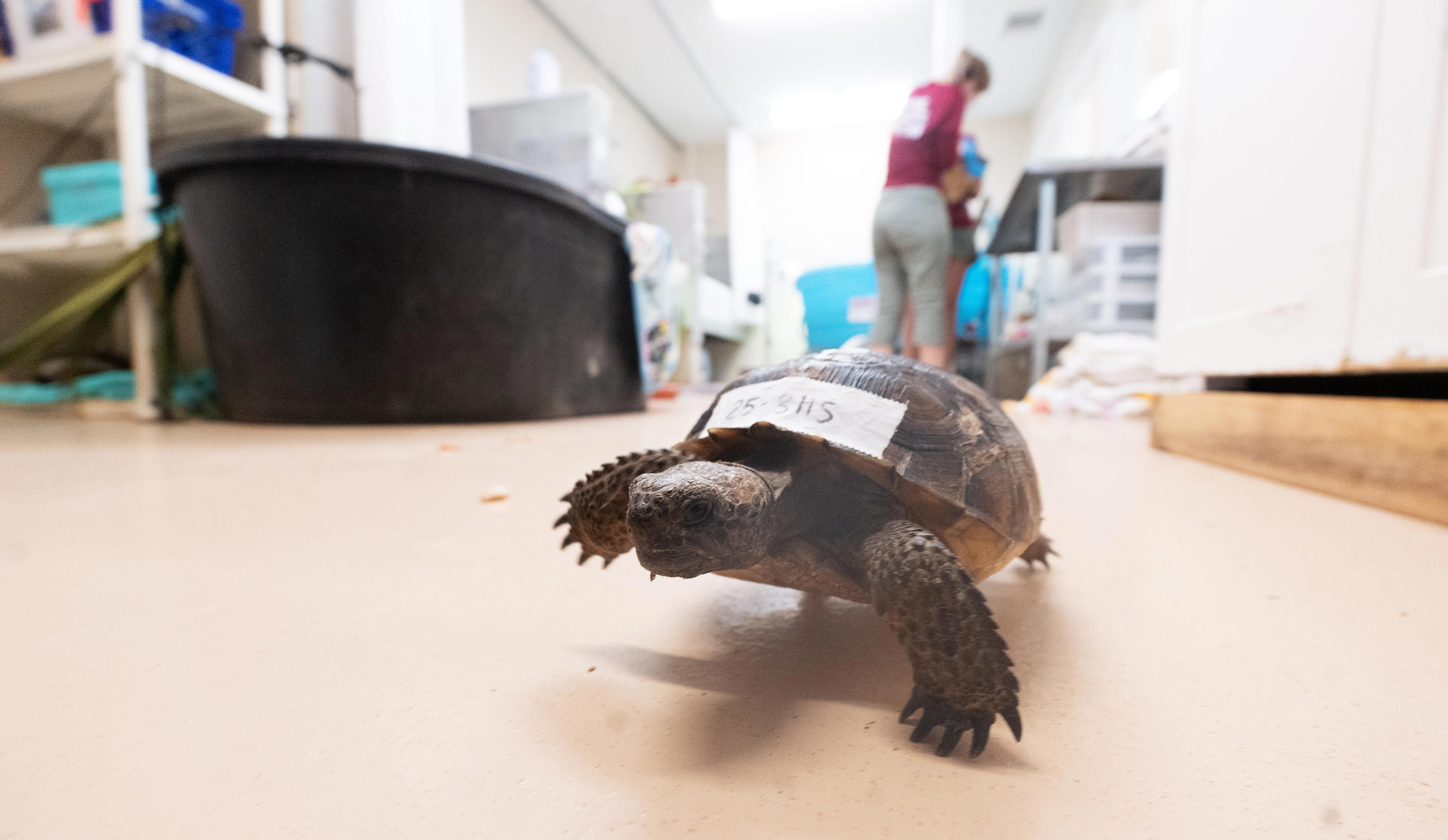 Southwest Florida's premiere wildlife hospital still recovering after ...