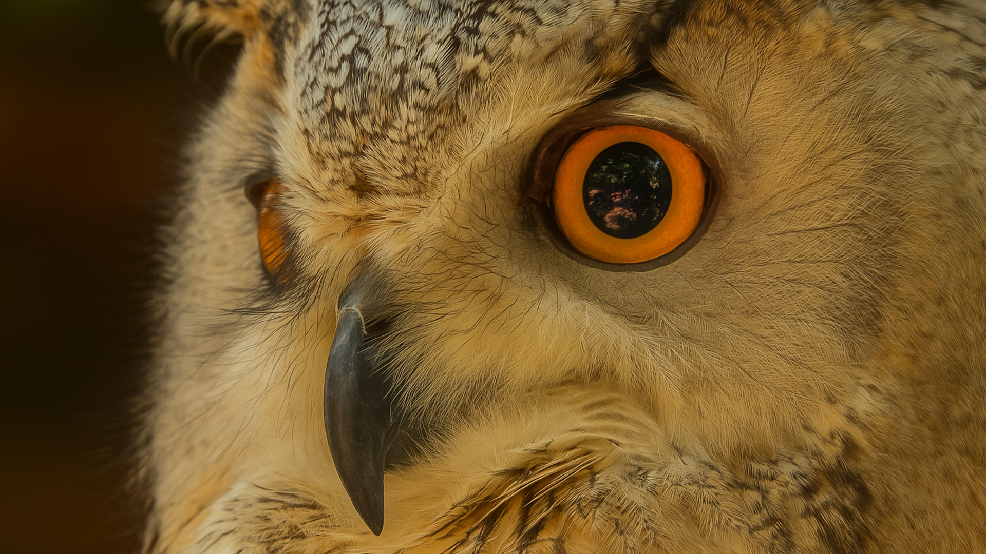 A Close Look at an Owl's Eye – Nature's Precision