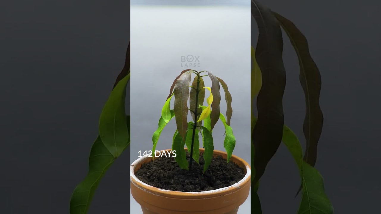 Time-lapse: 1 year of a mango tree 🍃
