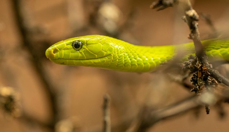 Pets You Can’t Legally Own In America