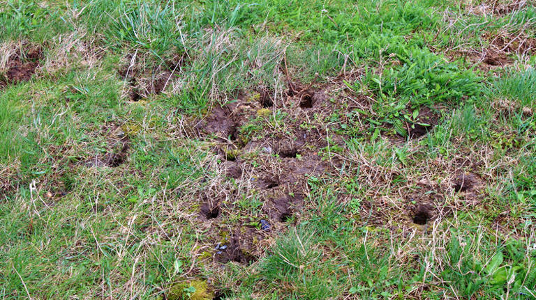 The First Spot In Your Yard To Check For Wasps Before Winter