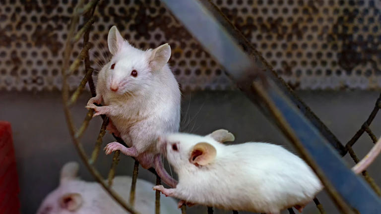 Alzheimer’s disease could be reversed by restoring brain balance, study ...