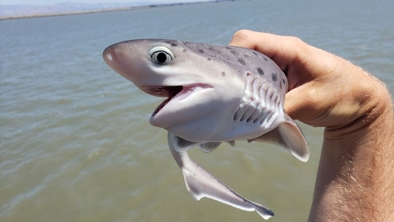 San Clemente, único lugar de cría del tiburón gatopardo en la costa