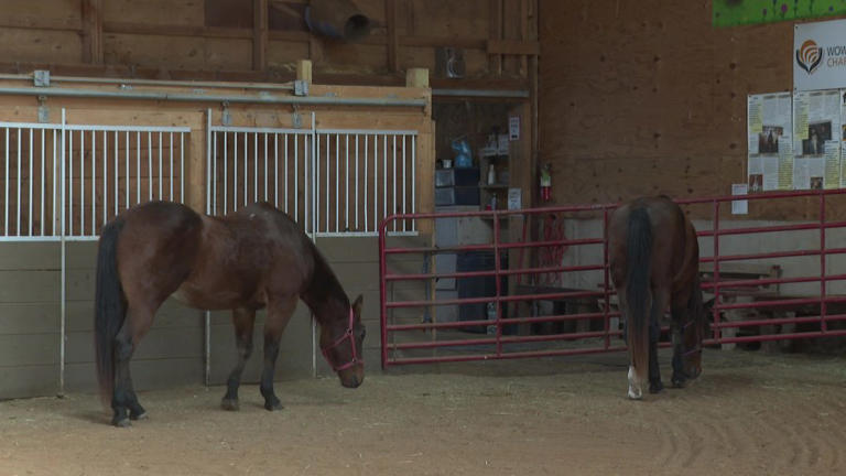Holiday for the Horses fundraiser in Appleton raises over $30,000 for ...