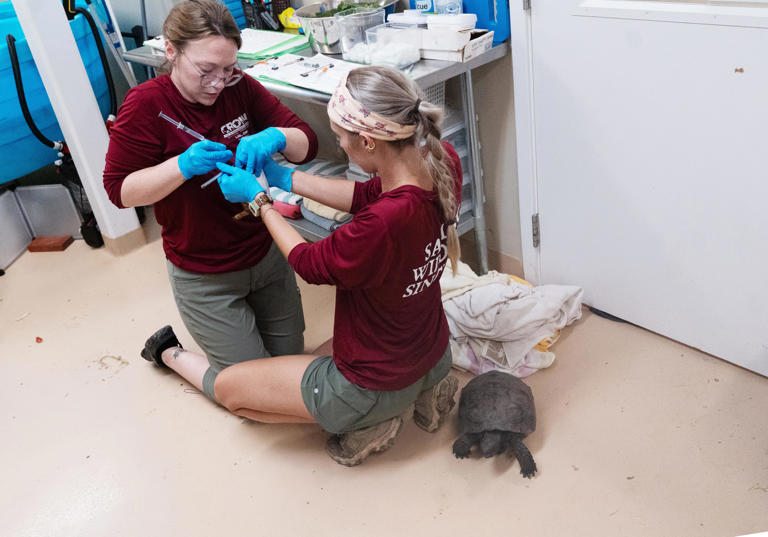 Southwest Florida's premiere wildlife hospital still recovering after ...