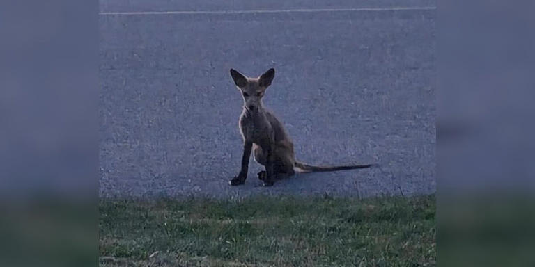 'Elusive Creature' Sits Bare And Shivering In Driveway, Waiting For ...