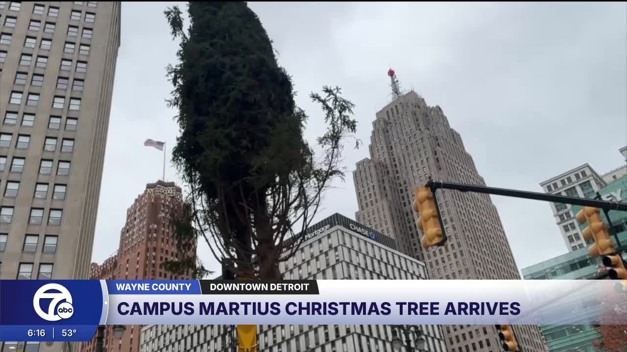Detroit's Christmas tree arrives at Campus Martius Park ahead of annual ...